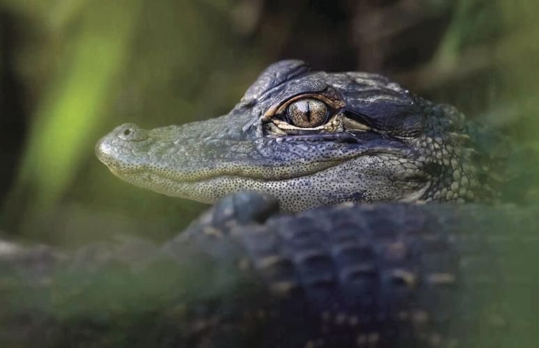 Bringing Everglades Awareness to a New Generation | Environment ...