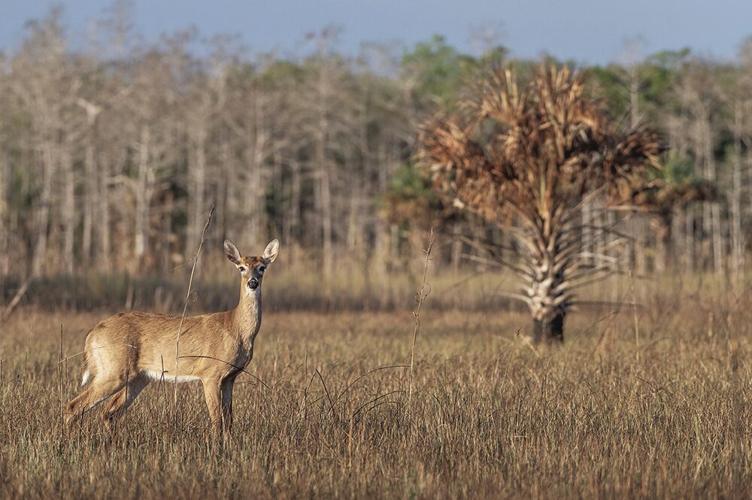 Bringing Everglades Awareness to a New Generation | Environment ...