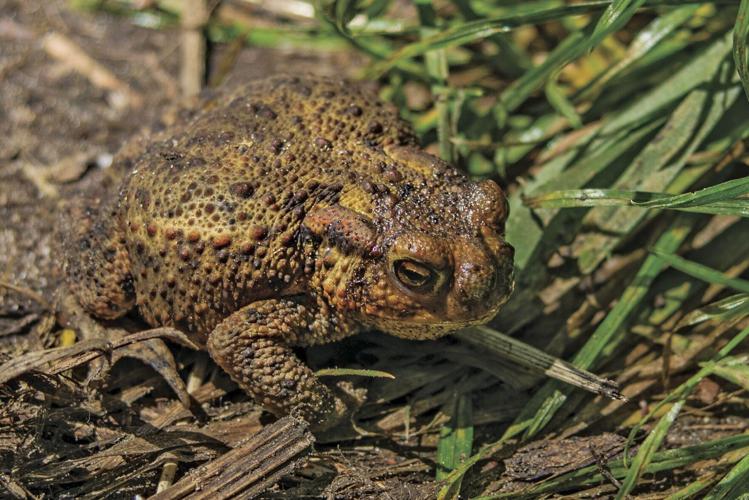 Invading Paradise: A Look into Florida’s Invasive Species | Lifestyles ...