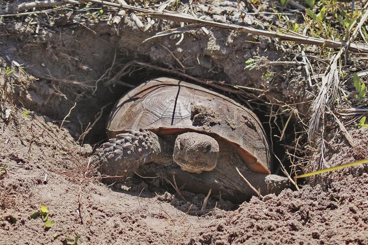 gopher tortoise burrow scope