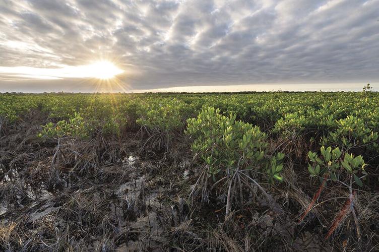 Bringing Everglades Awareness to a New Generation | Environment ...
