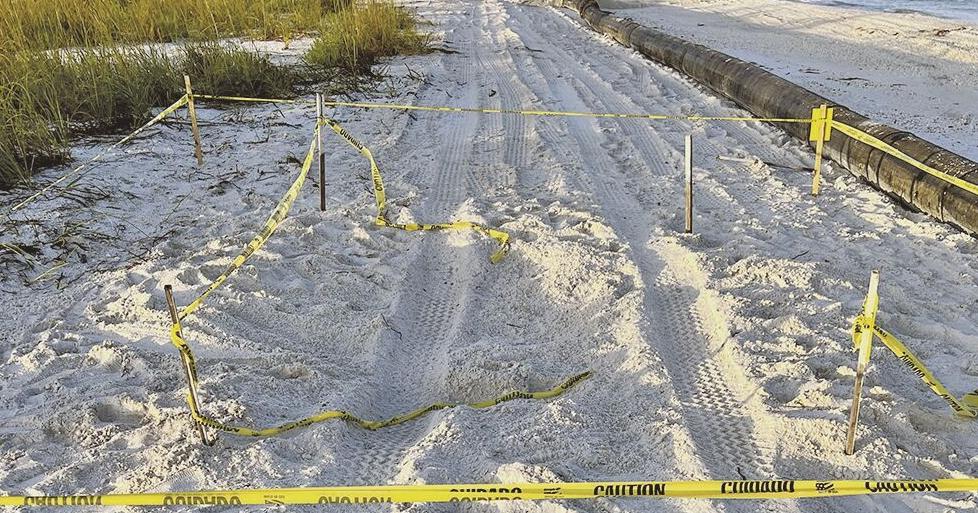 Protecting Sea Turtles During Sand Berm Project | Environment ...