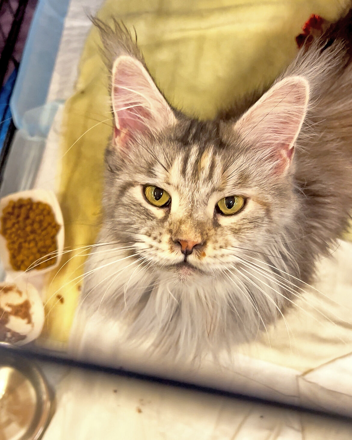 Marco Islander to Plead ‘Not Guilty’ in Cat Cruelty Case | News ...