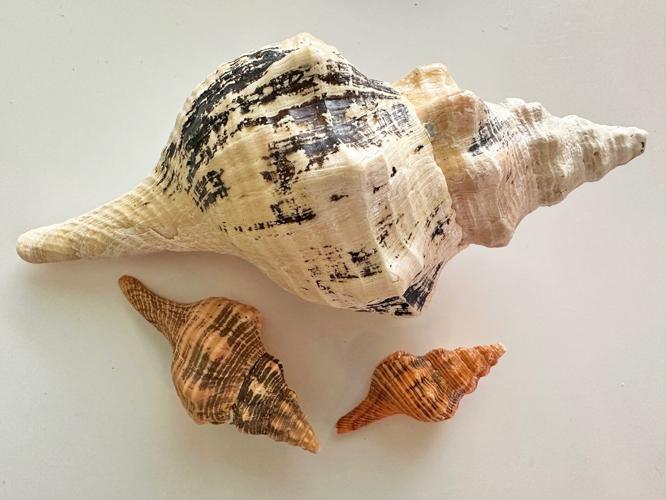 Marco Shell Club Artists | Clubs & Organizations | coastalbreezenews.com