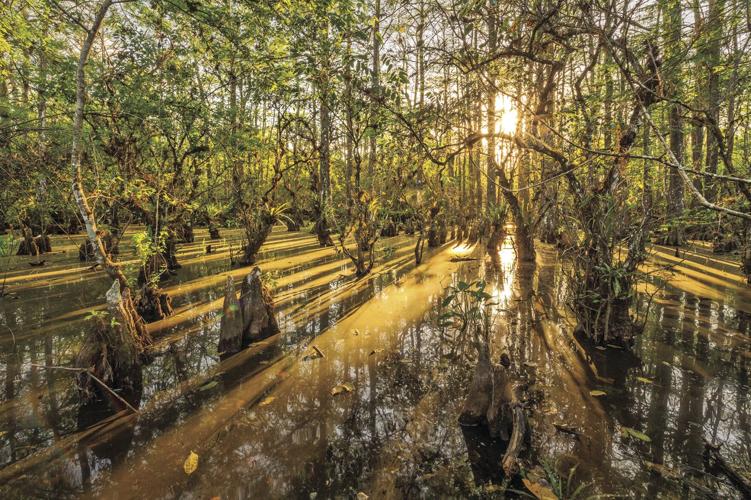Bringing Everglades Awareness to a New Generation | Environment ...