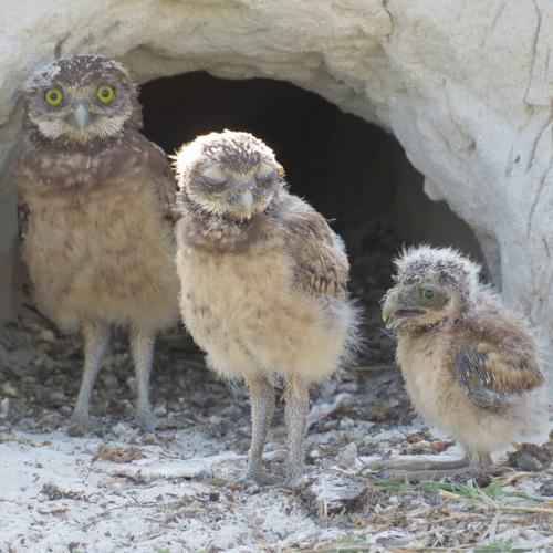 Gopher Tortoises and Burrowing Owls! | News | coastalbreezenews.com
