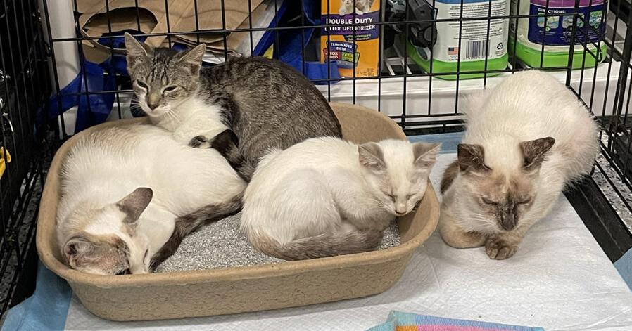 Fifty Cats Rescued in Naples | Community | coastalbreezenews.com
