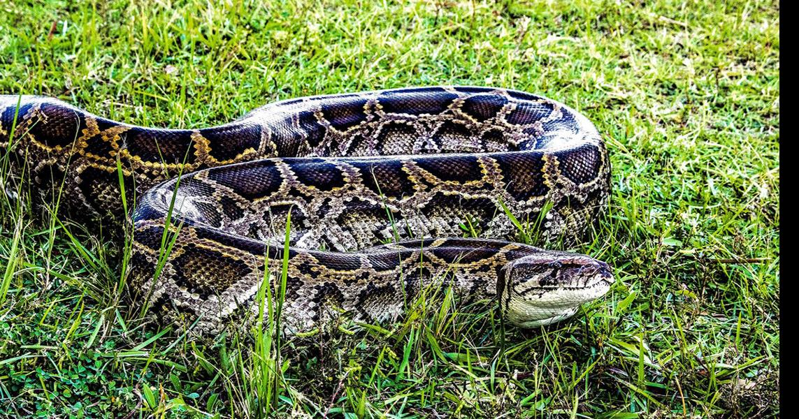 Florida’s Invasive Animal Species | Opinion | coastalbreezenews.com