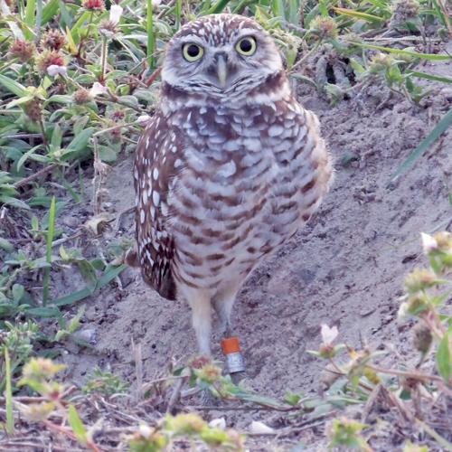 Kevin the Burrowing Owl | Environment | coastalbreezenews.com