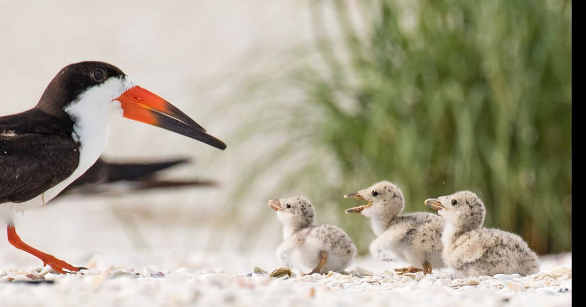 Shorebird Nesting Season Starts on Sand Dollar Island | News ...