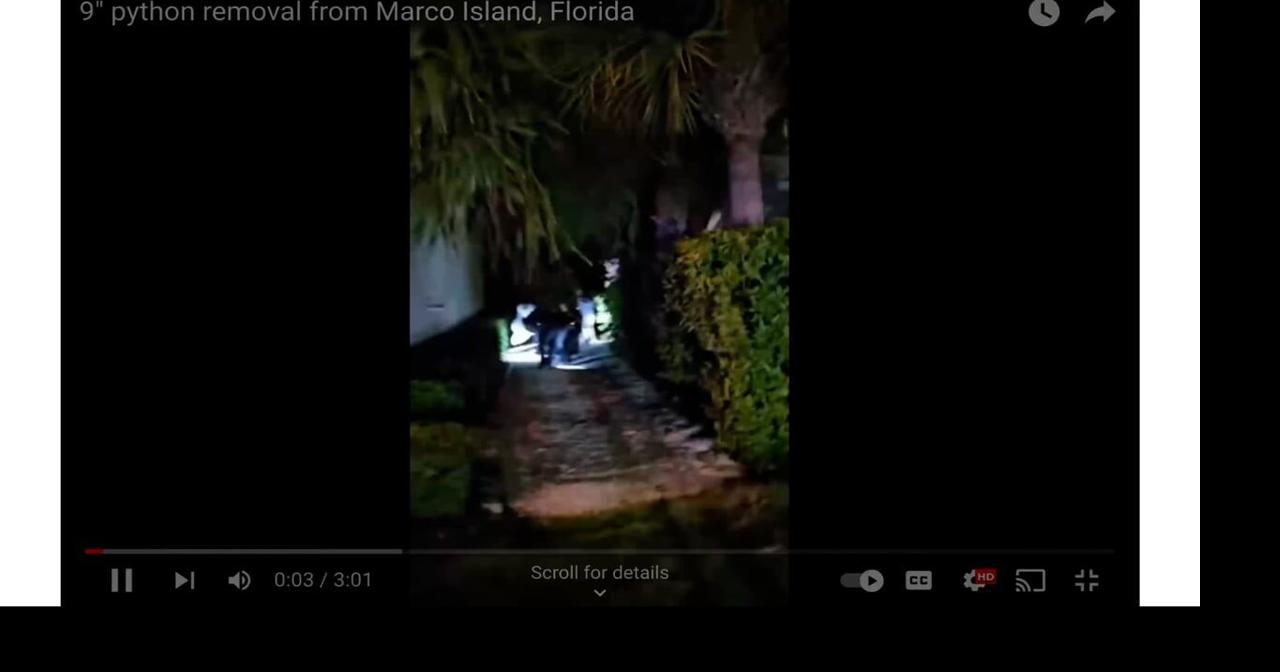 9 Foot Python at Hideaway Beach Club | | coastalbreezenews.com