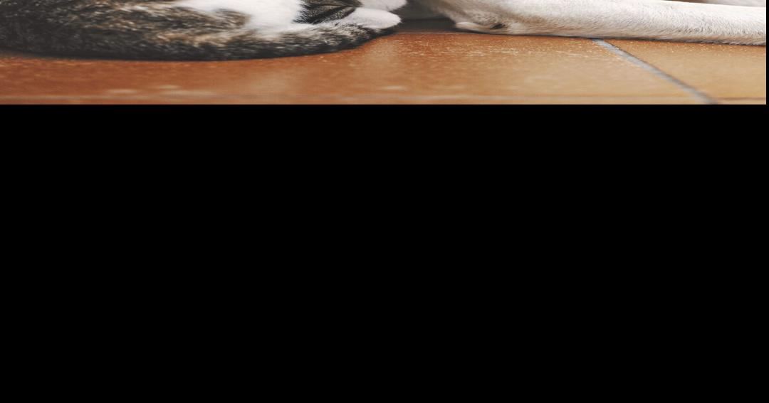 Mission to Find Homes for 5,000 Dogs and Cats | | coastalbreezenews.com