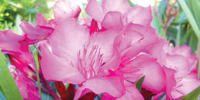 Oleanders Deliver Multi-Season Color | Archive | coastalbreezenews.com
