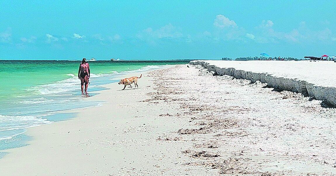 Sea Turtles and Manatee Grass | Environment | coastalbreezenews.com