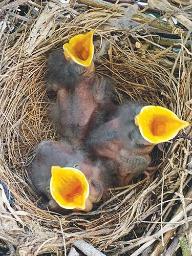mockingbird egg incubation