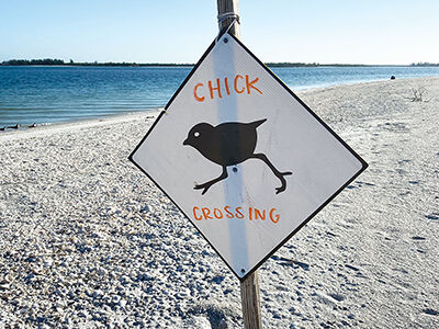 Birdorable Encounters on Sand Dollar Island | News | coastalbreezenews.com