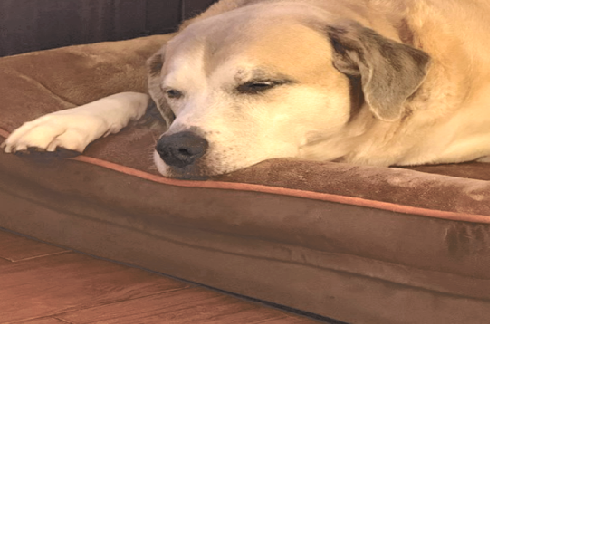 A Dog Named “Walter.” | Community | coastalbreezenews.com