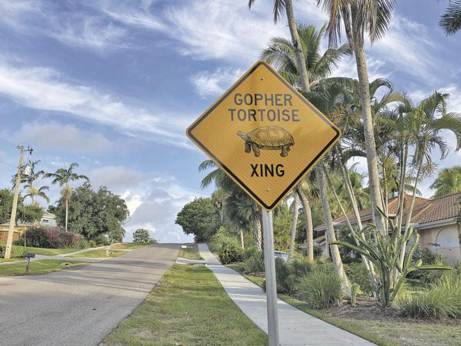 Gopher Tortoise Survey Continues in Marco | Environment ...