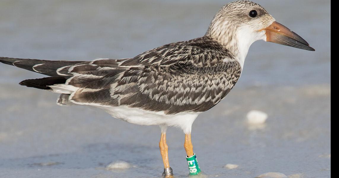Meet the Banded Birds of Marco Island | News | coastalbreezenews.com