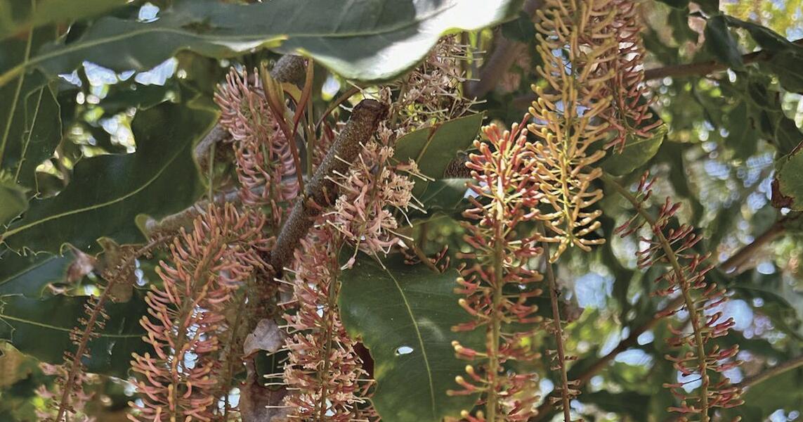 The Nutty Allure of Growing Macadamia Trees on Marco | Environment ...
