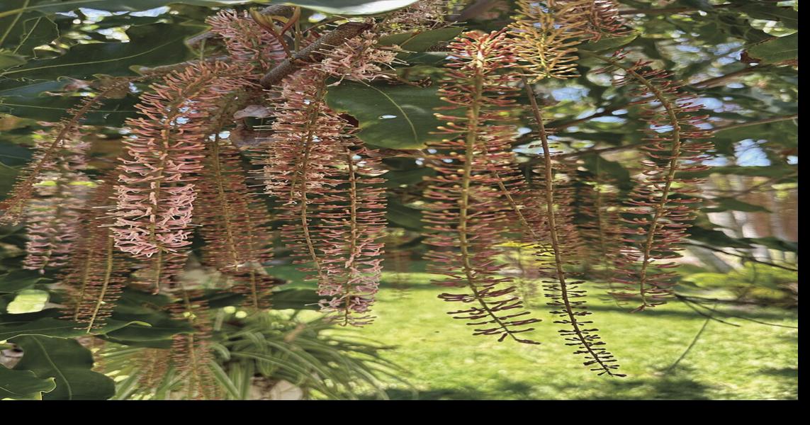 The Nutty Allure of Growing Macadamia Trees on Marco | Environment ...