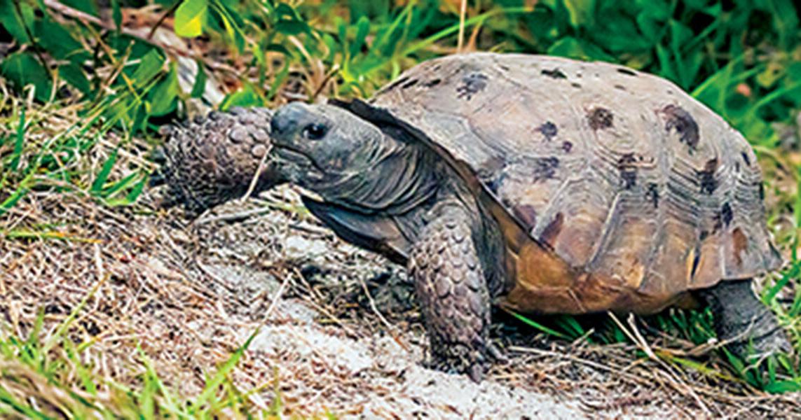 Survey and New Gopher Tortoise Sign to Protect the Species | News ...