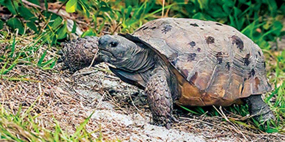 Survey and New Gopher Tortoise Sign to Protect the Species | News ...