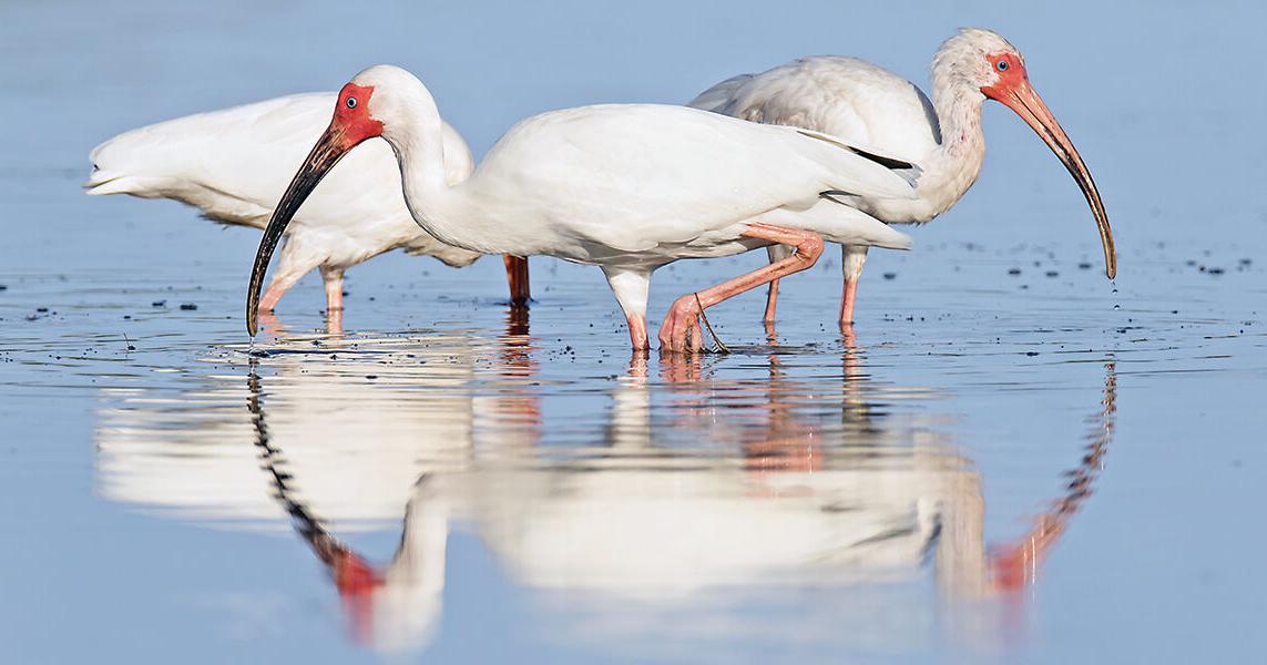 Birdorable Encounters on Sand Dollar Island | News | coastalbreezenews.com