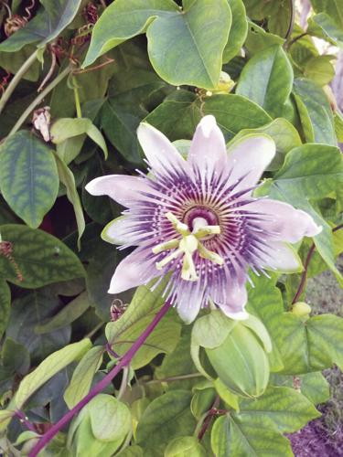 Calusa Garden Club Presents: Butterfly Gardens | Clubs & Organizations ...