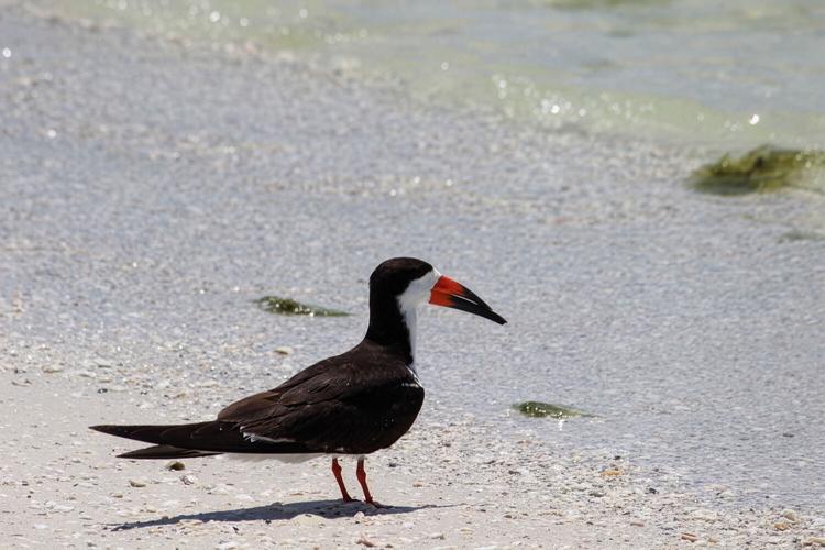 Watch Out for Wildlife on Big Marco Pass | Environment ...