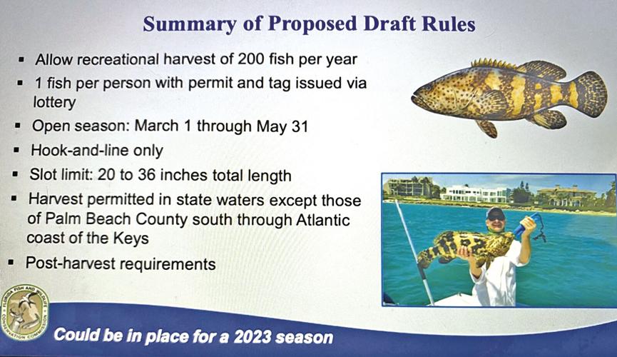 grouper fish description