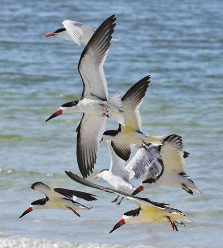 “Ask Me About the Birds” on Kice Shoals | Lifestyles ...