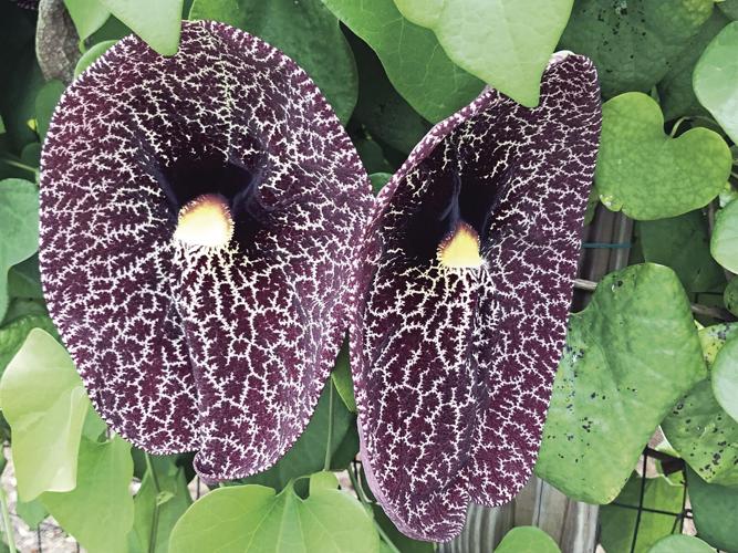 Calusa Garden Club Presents: Butterfly Gardens | Clubs & Organizations ...