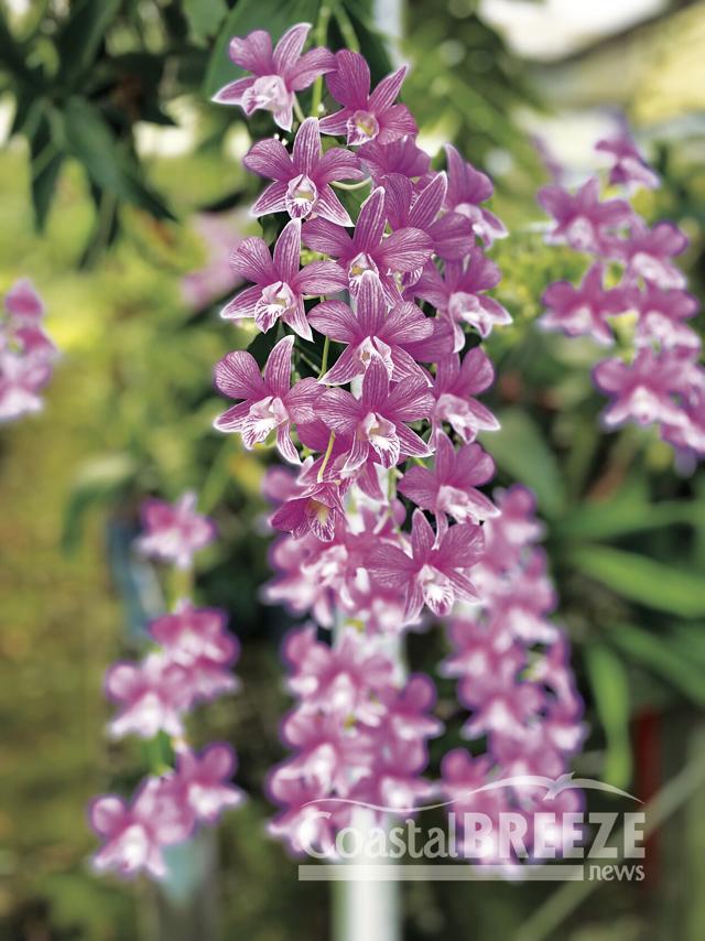 Jade Orchids | Lifestyles | coastalbreezenews.com