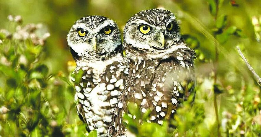 do burrowing owls hoot