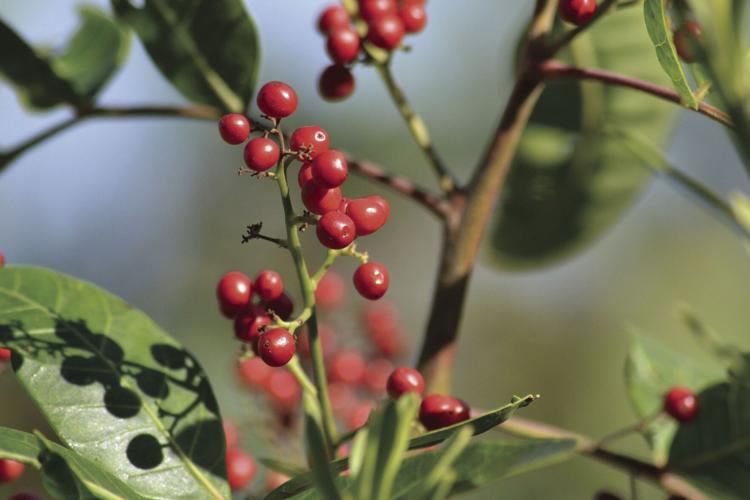 Invading Paradise: A Look into Florida’s Invasive Species | Lifestyles ...