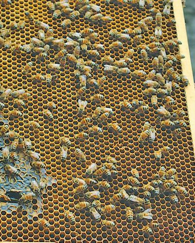 For the Marco Island Honey Company, Local Matters | News ...