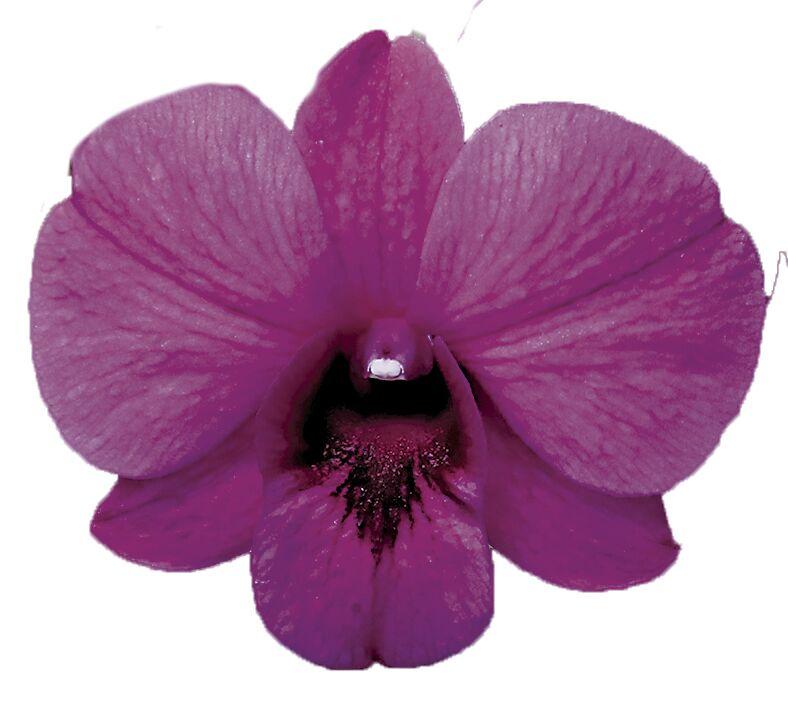 Jade Orchids | Lifestyles | coastalbreezenews.com