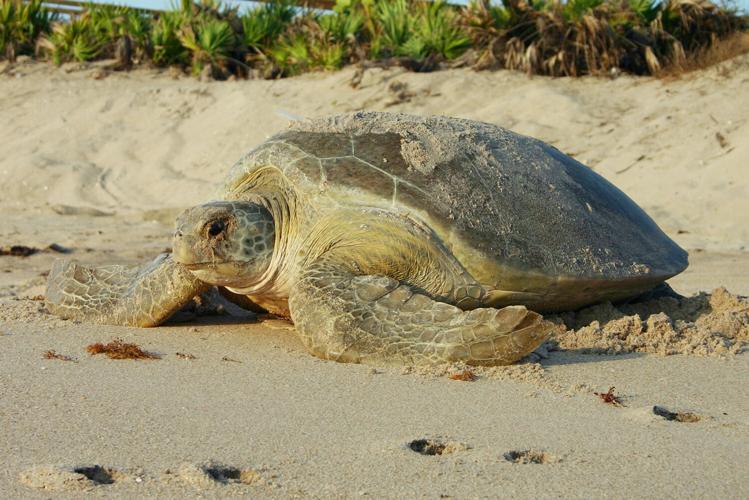 Share the Shore with Sea Turtles and Shorebirds | Community ...