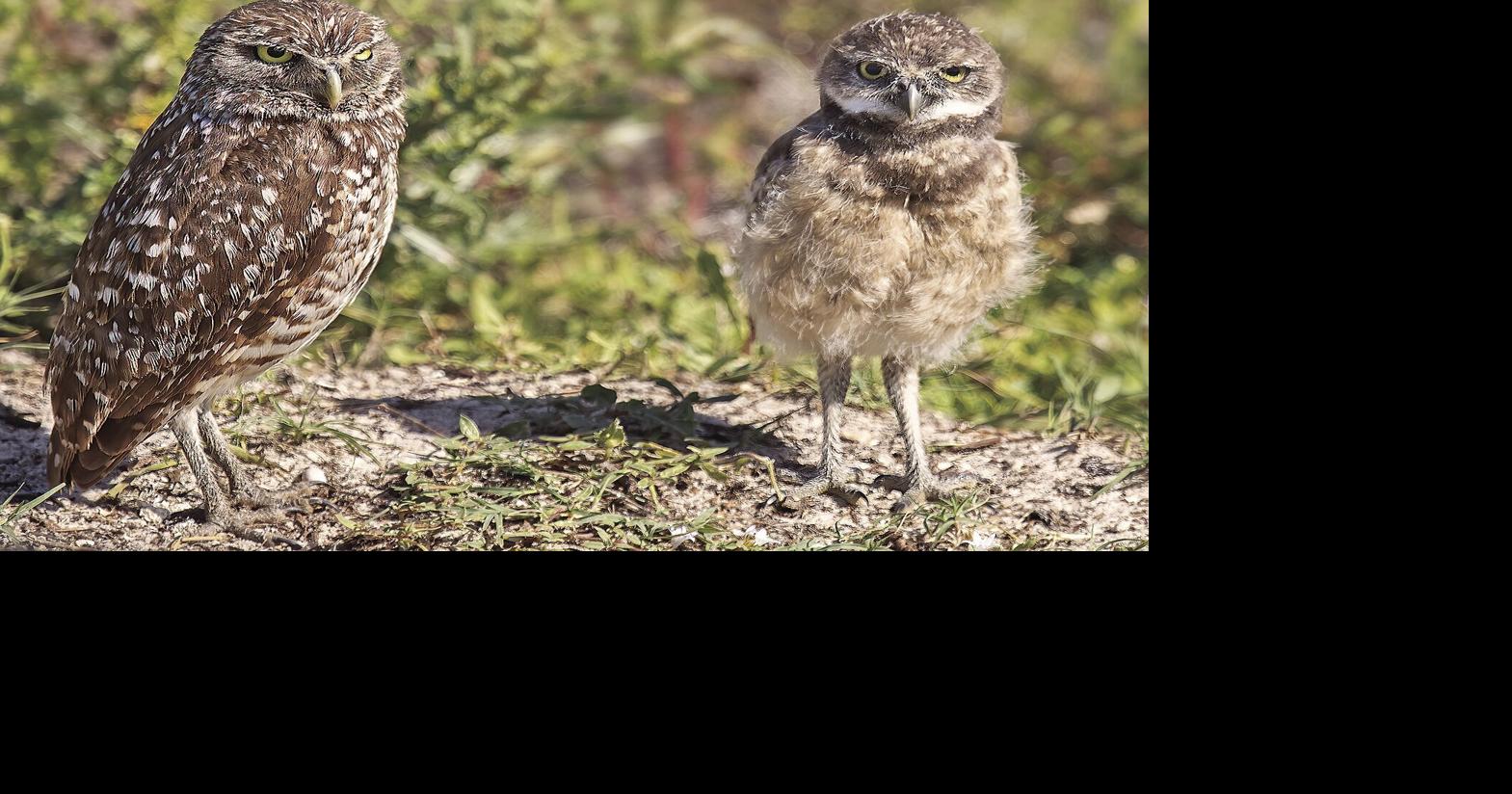 FWC Asking Public for Input on Burrowing Owl Conservation | Environment ...