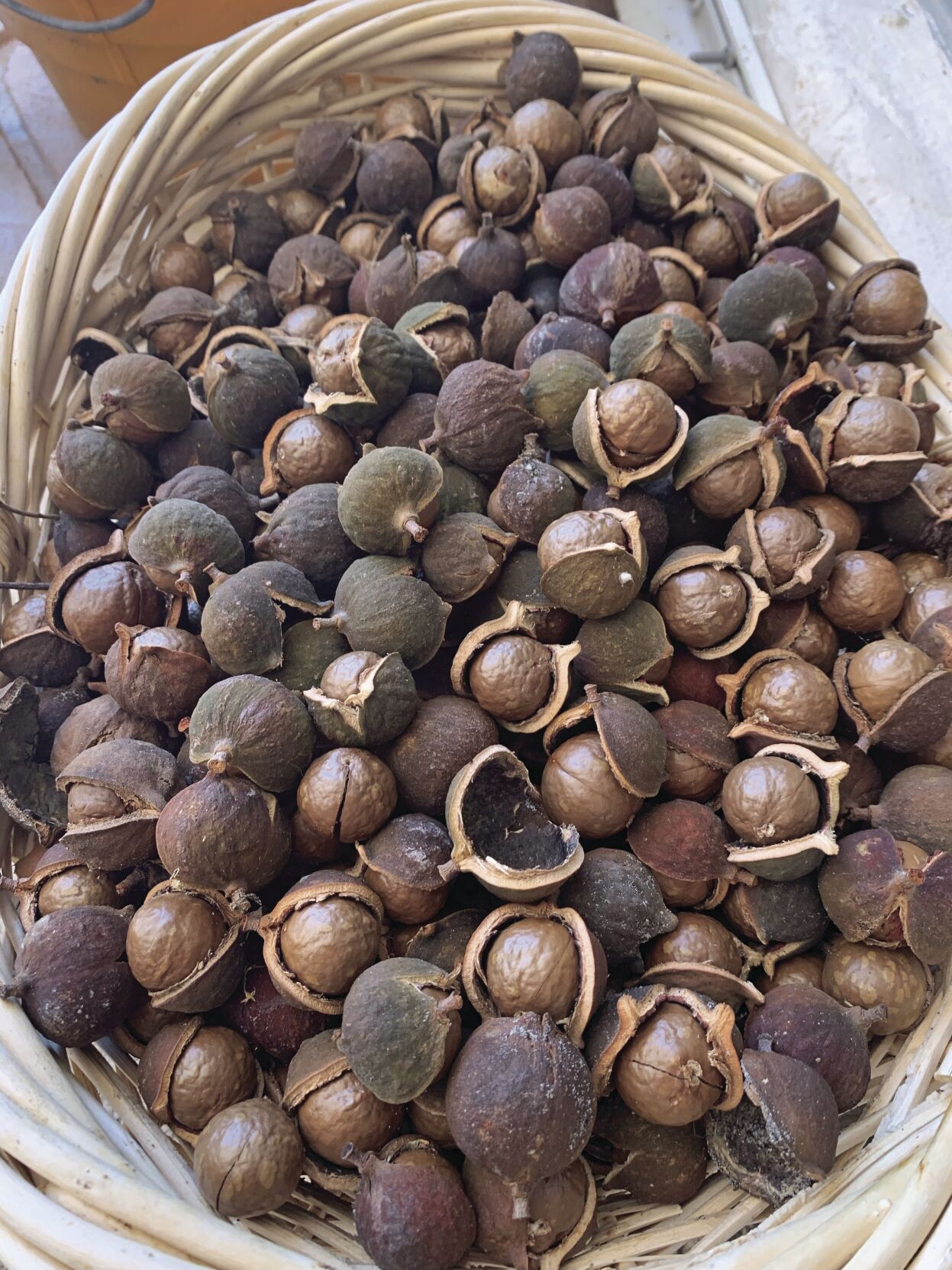 The Nutty Allure of Growing Macadamia Trees on Marco | Environment ...