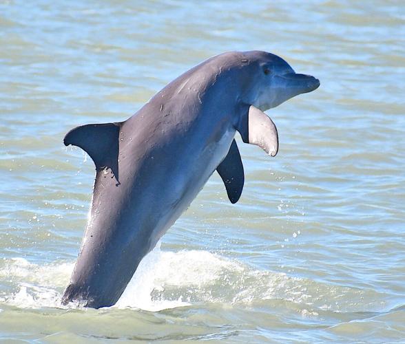 The 2025 Annual Dolphin Report for North Marco Island | Stepping Stones ...