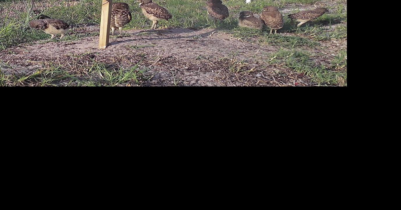 Kevin the Burrowing Owl | Environment | coastalbreezenews.com