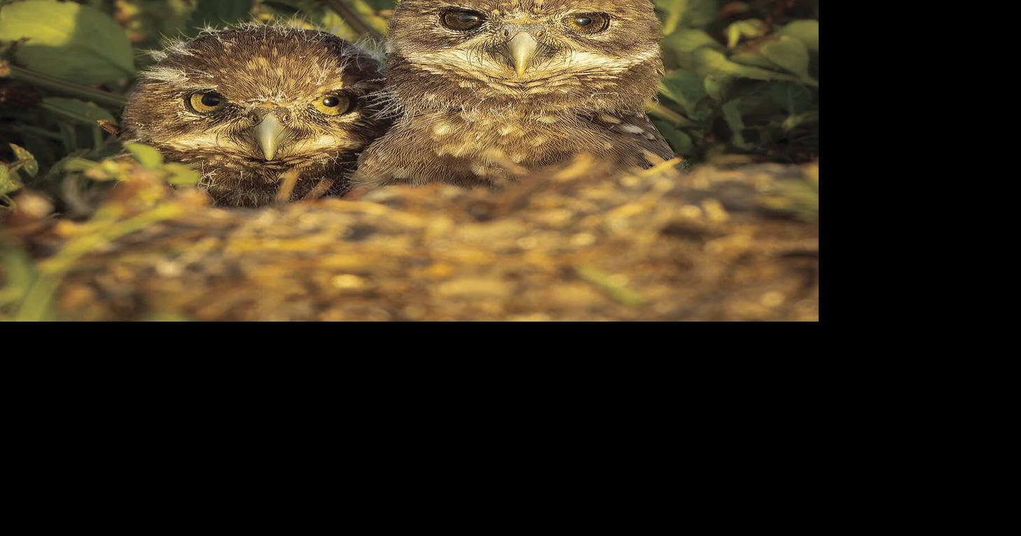 The Captivating Eye Colors of Burrowing Owls | Environment ...