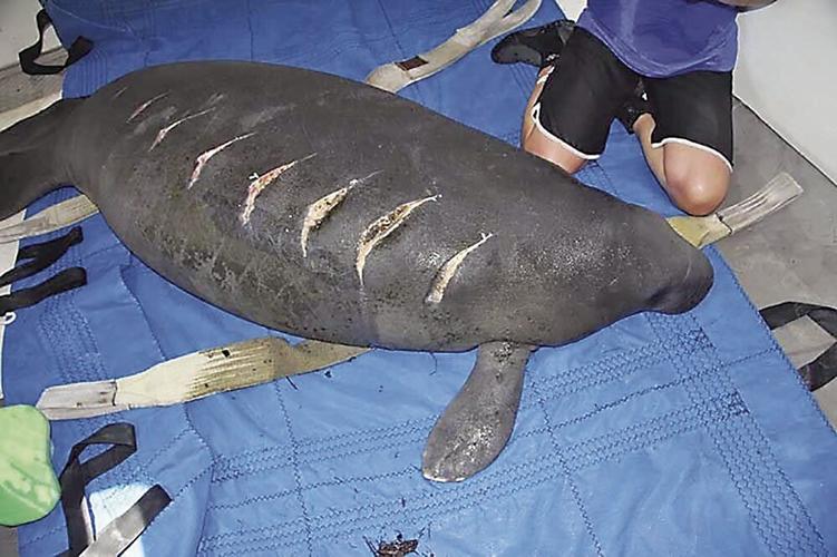 Jimmy Buffett's Legacy: Manatee Conservation | Environment ...