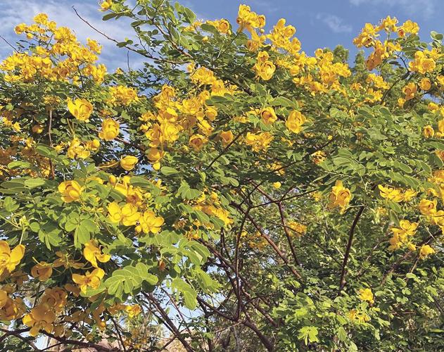 Birds, Bees and Butterflies are Back in the Garden | Environment ...