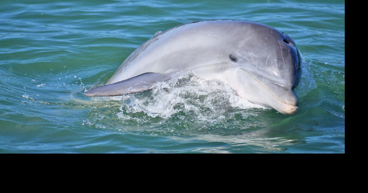 The 2025 Annual Dolphin Report for North Marco Island | Stepping Stones ...