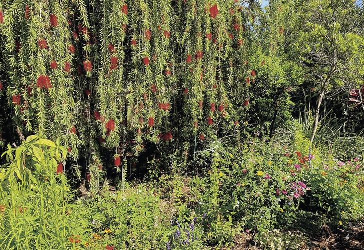 Calusa Garden Club Members Tour Village Walk Butterfly Garden | Clubs ...