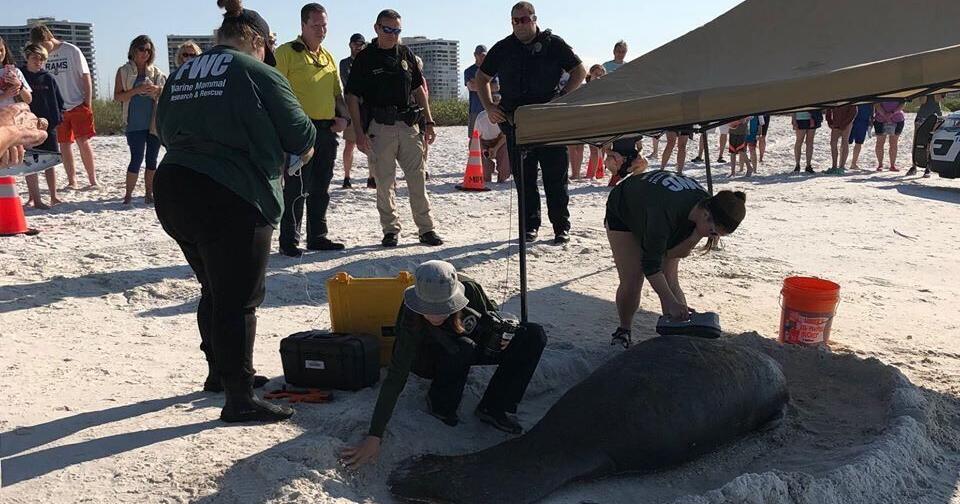 Stranded Manatee Rescued on Marco Island Beach | News ...
