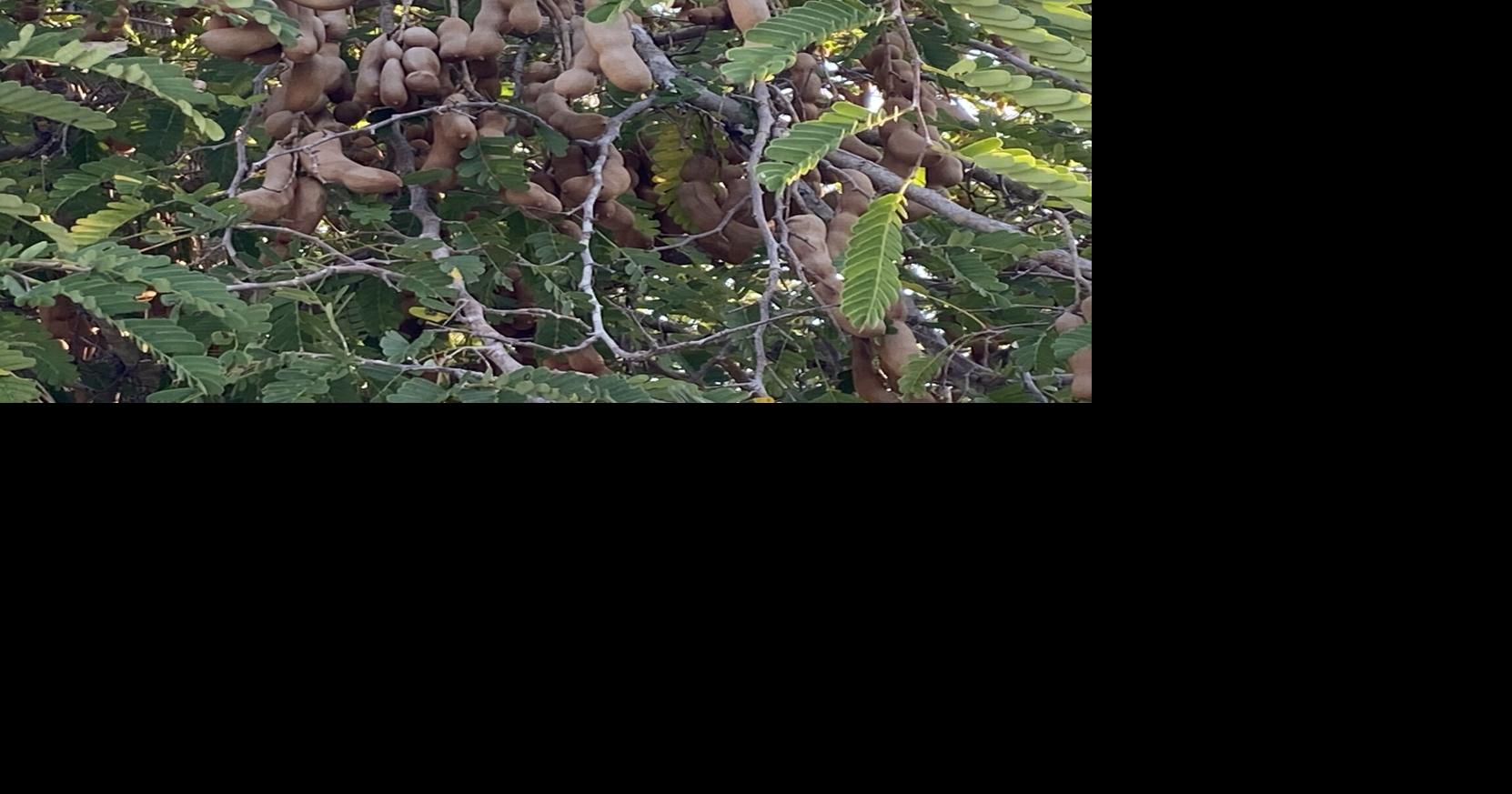 Under the Tamarind Tree | Environment | coastalbreezenews.com